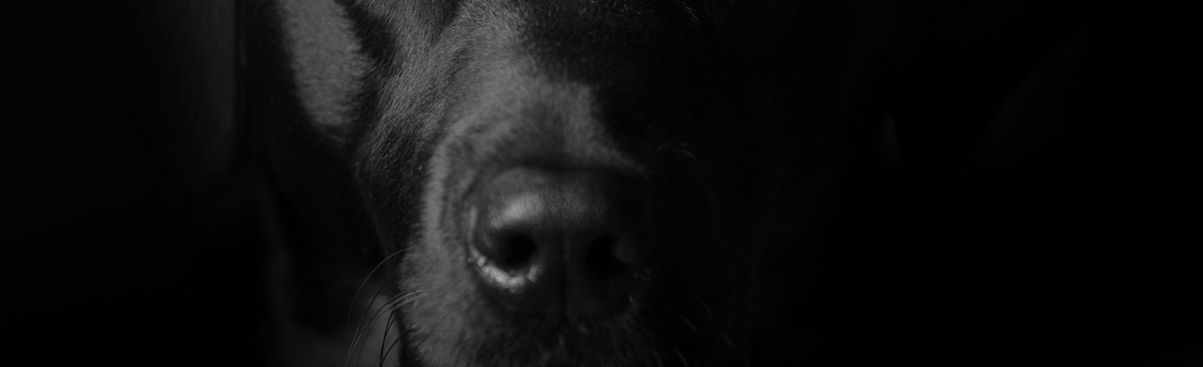 NUPAFEED® DOG SUPPLEMENTS – Nupafeed® USA