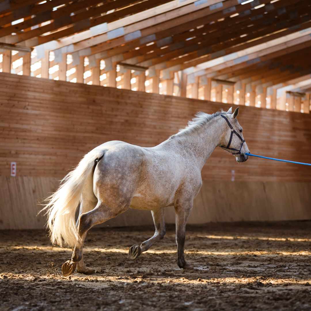 NUPAFEED® Horse Calming Supplements – Nupafeed® USA